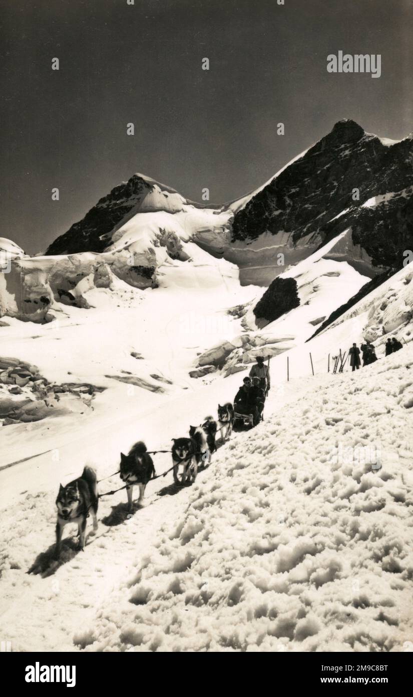 Husky sled dog team on the Jungfraujoch ("maiden saddle"), a saddle ...