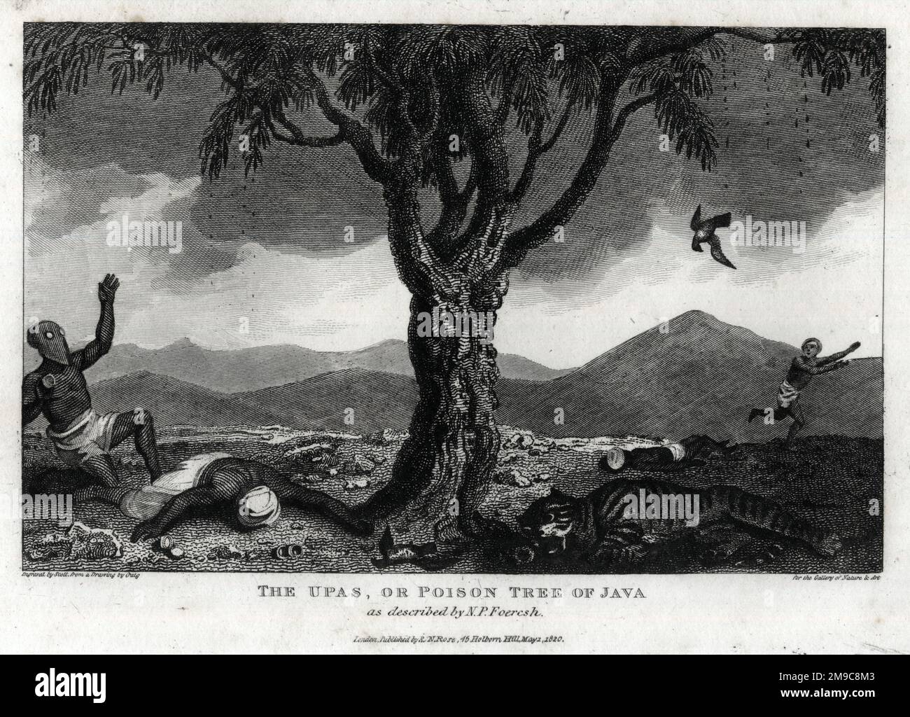 The Upas or Poison Tree of Java Stock Photo - Alamy