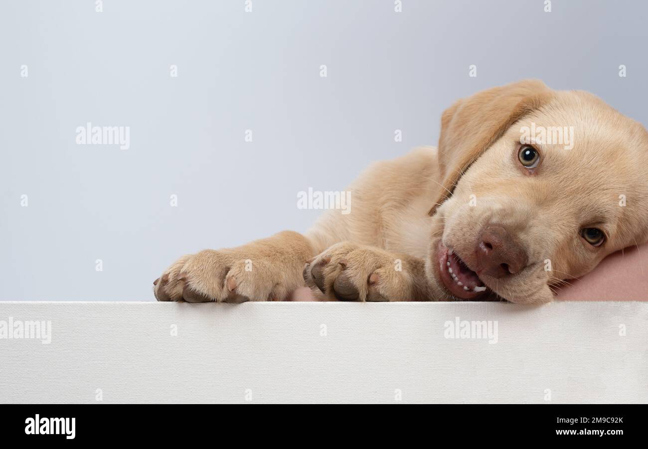 Funny playing labrador dog with copy space on white studio background ...