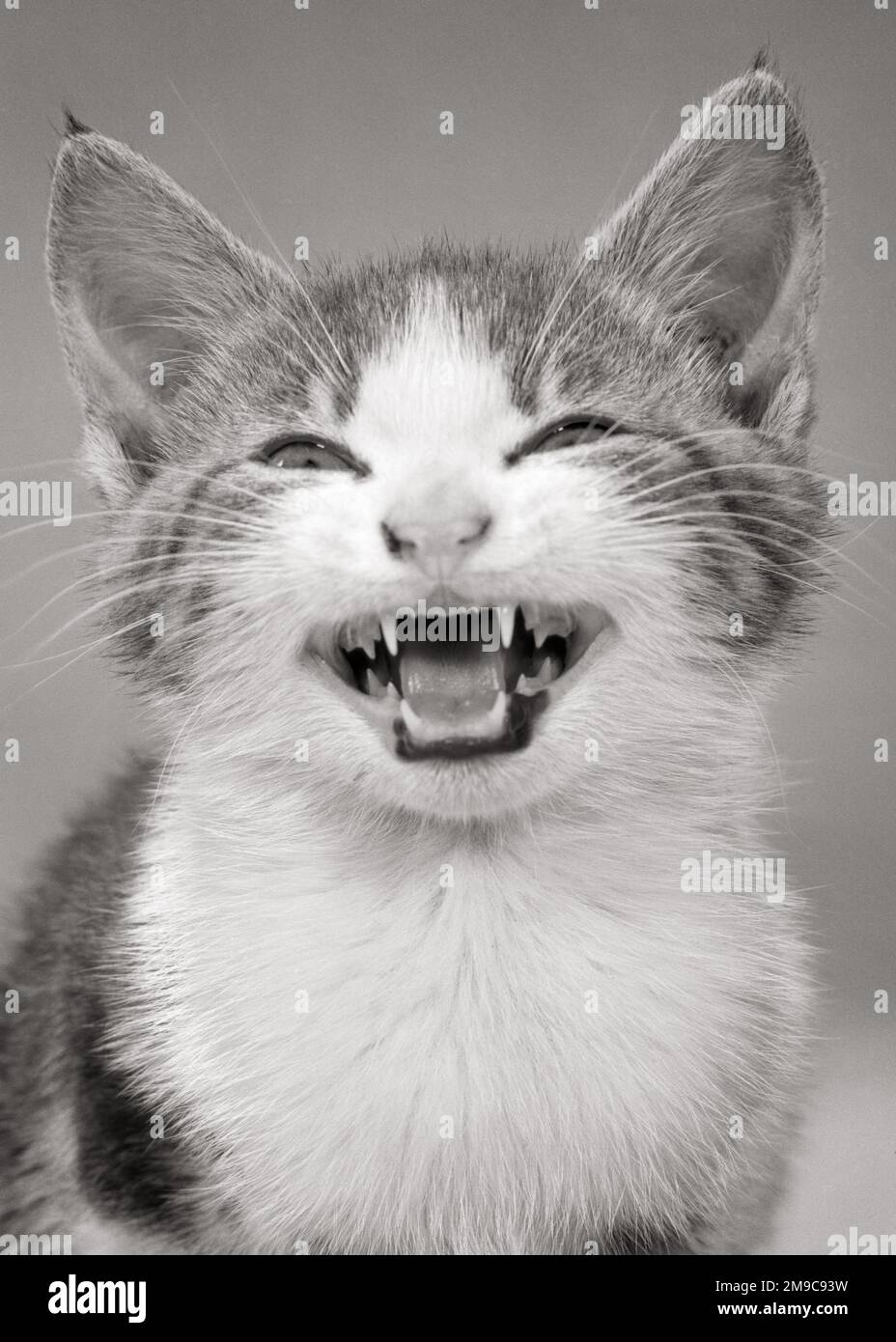 1960s CLOSE-UP MOUTH AND TEETH OF A MEOWING CAT KITTEN - c3011 HAR001 ...