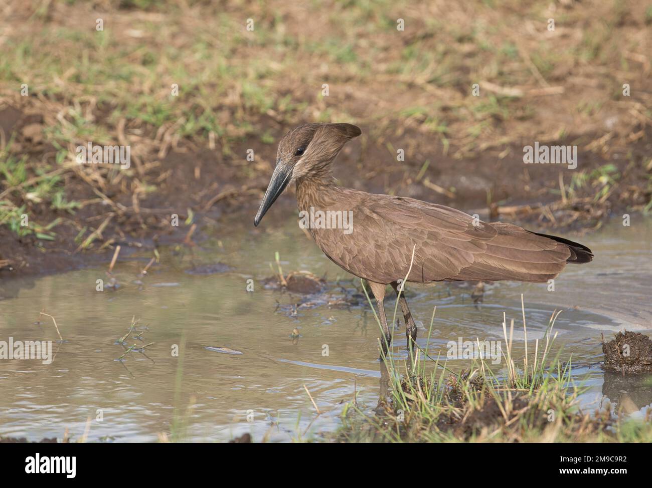 Hamerkop (Scopus umbretta) fishing in a stream, Nairobi National Park ...