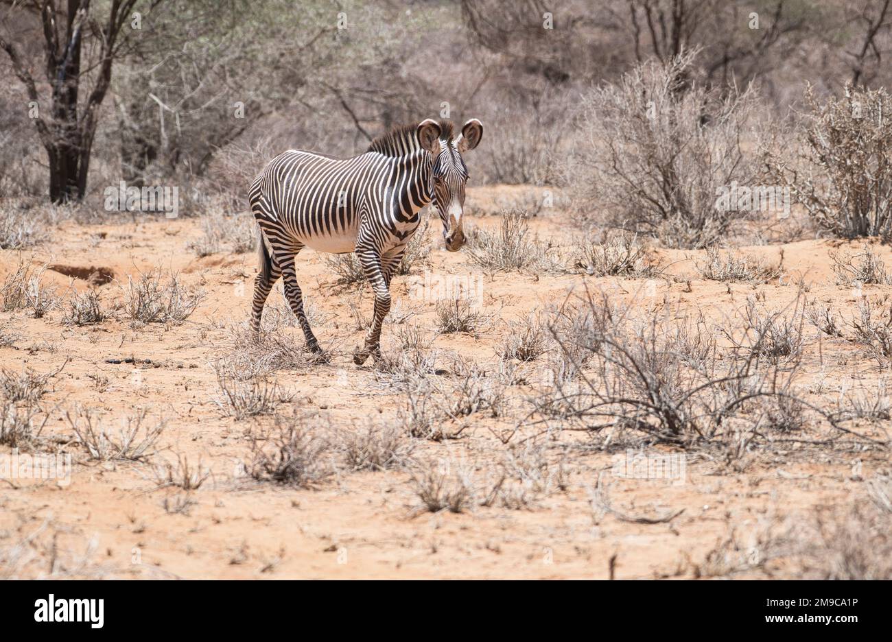 Grevy's zebra (Equus grevyi Stock Photo - Alamy