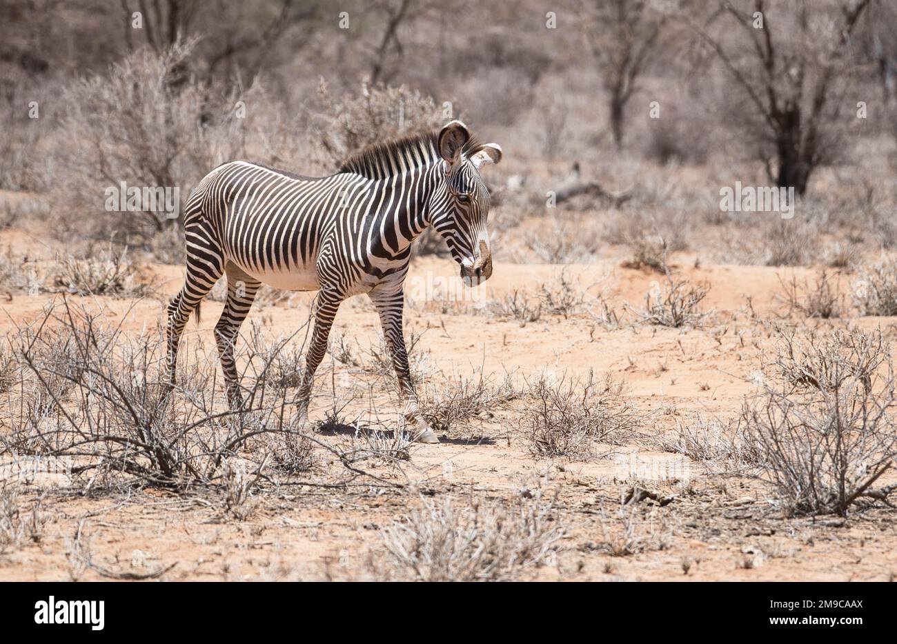 Punda milia somali hi-res stock photography and images - Alamy