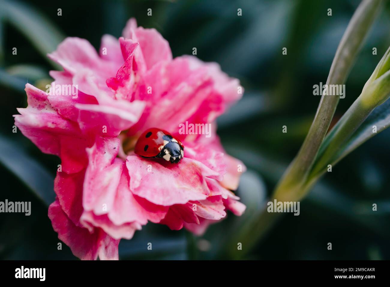 Carnation texture hi-res stock photography and images - Alamy