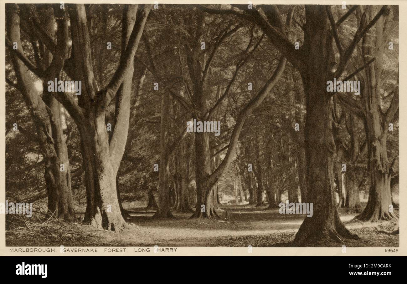 Long forest hi-res stock photography and images - Alamy
