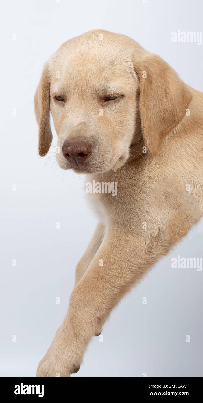 Sleepy labrador puppy portrait isolated on white studio background ...