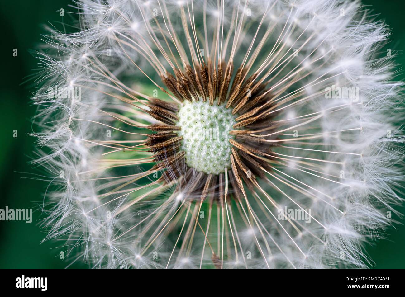 A macro shot of a white dandelion flower isolated on a green blurred ...