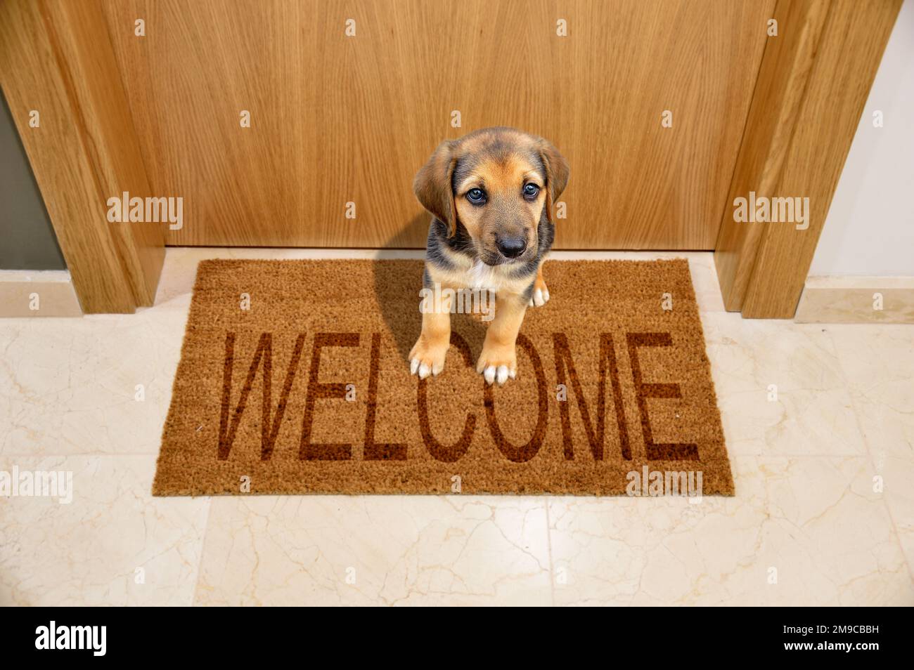 Dog welcome sign pet hi-res stock photography and images - Alamy