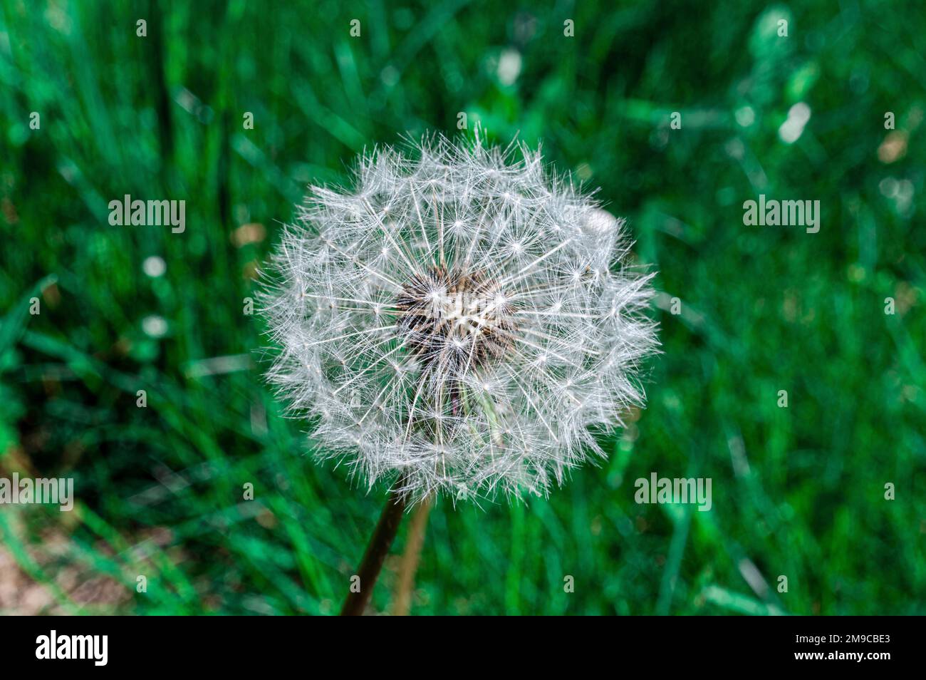 A macro shot of a white dandelion flower isolated on a green blurred ...