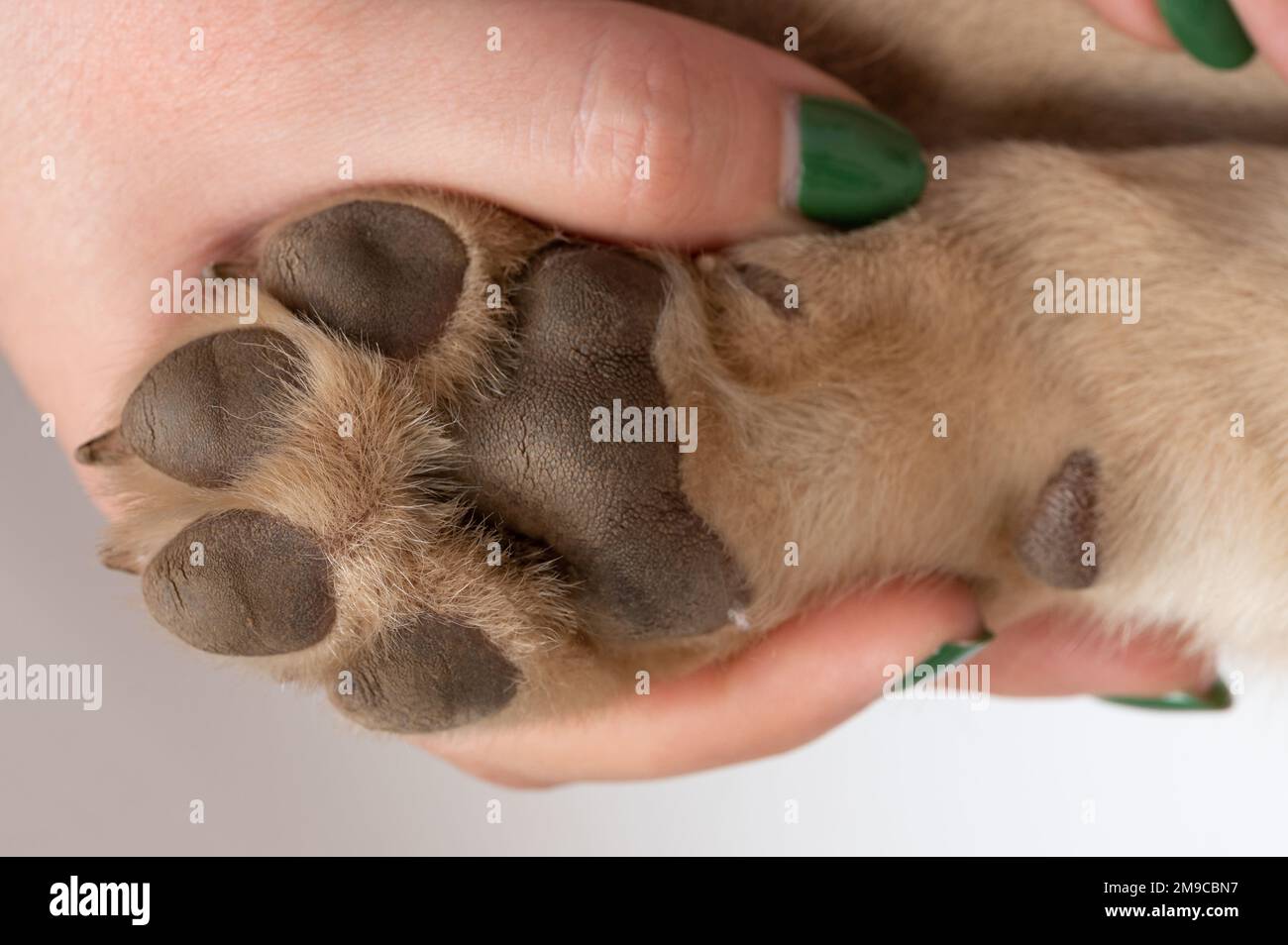 Vet checking brown color dog paw close up view isolated Stock Photo - Alamy