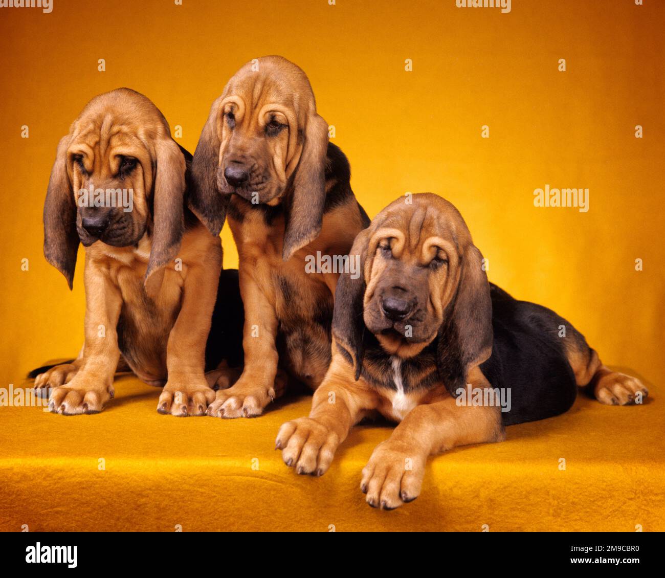 Are Bloodhound Puppies Lazy