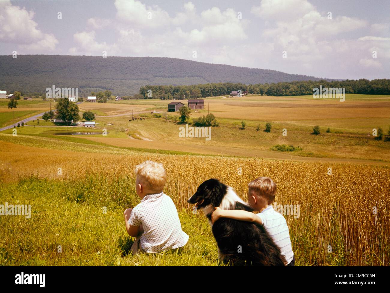 1960s BACK VIEW OF TWO BOYS BROTHERS AND THEIR BORDER COLLIE DOG ...