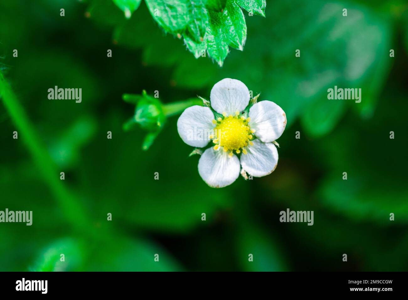 A macro shot of a strawberry flower isolated on a blurred background ...