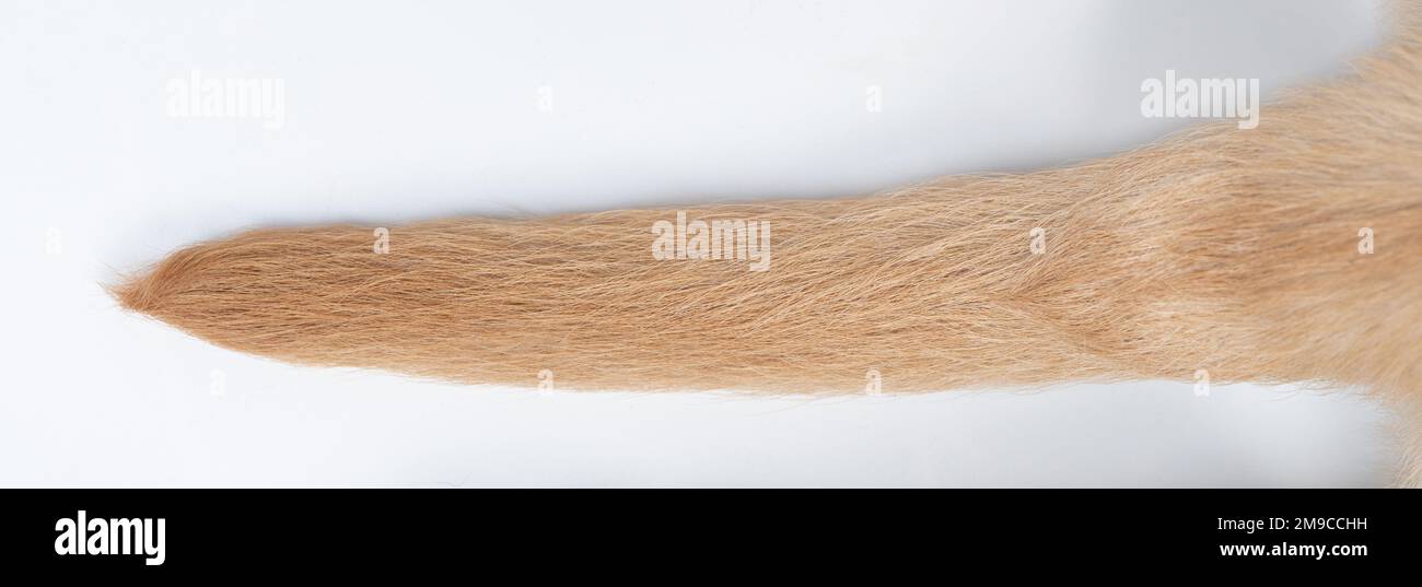Brown color straight dog labrador tail isolated on white studio ...