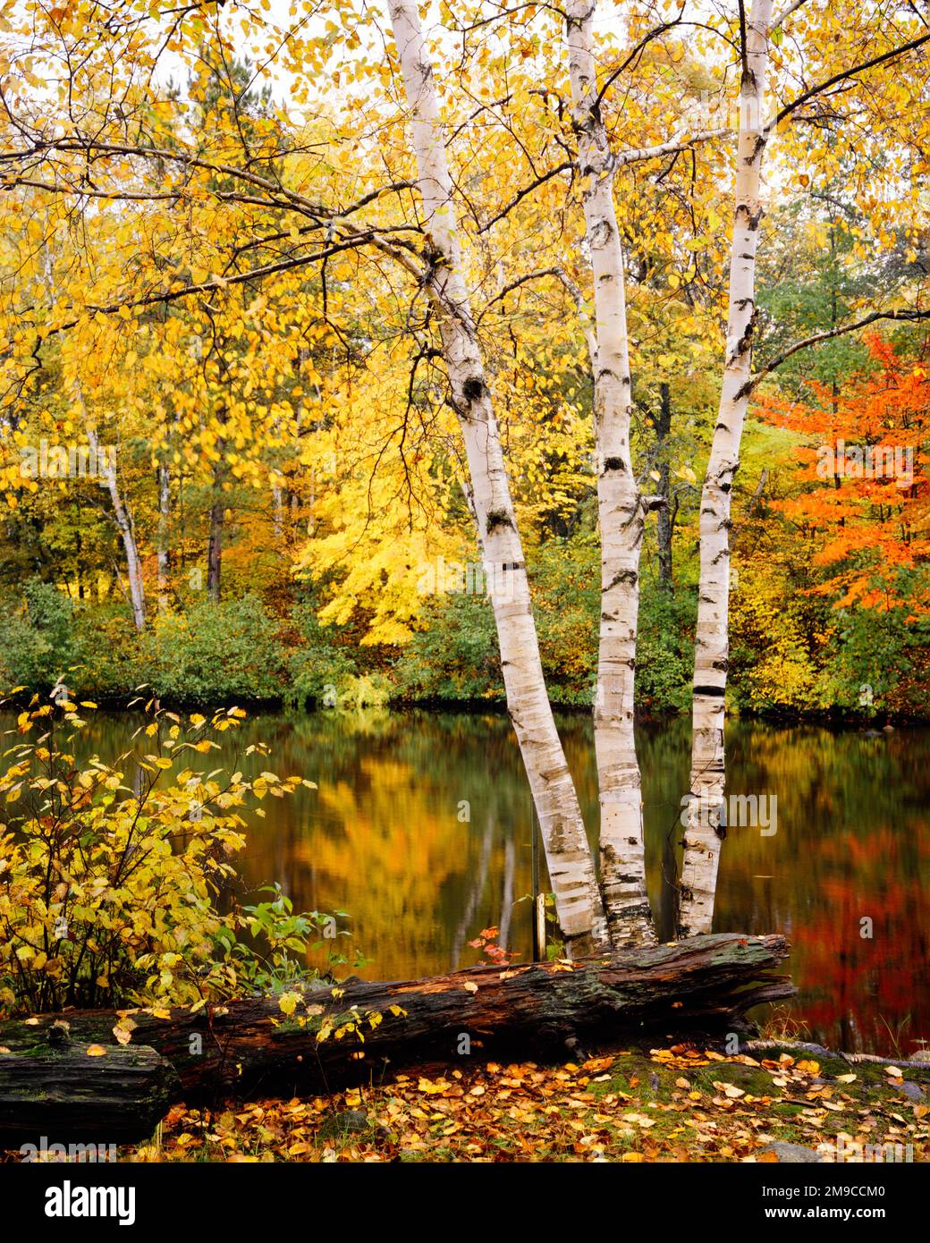 1970s TRIPLE TRUNK BIRCH TREE GROUPING BESIDE AUTUMN FORESTED LAKE NEAR ...