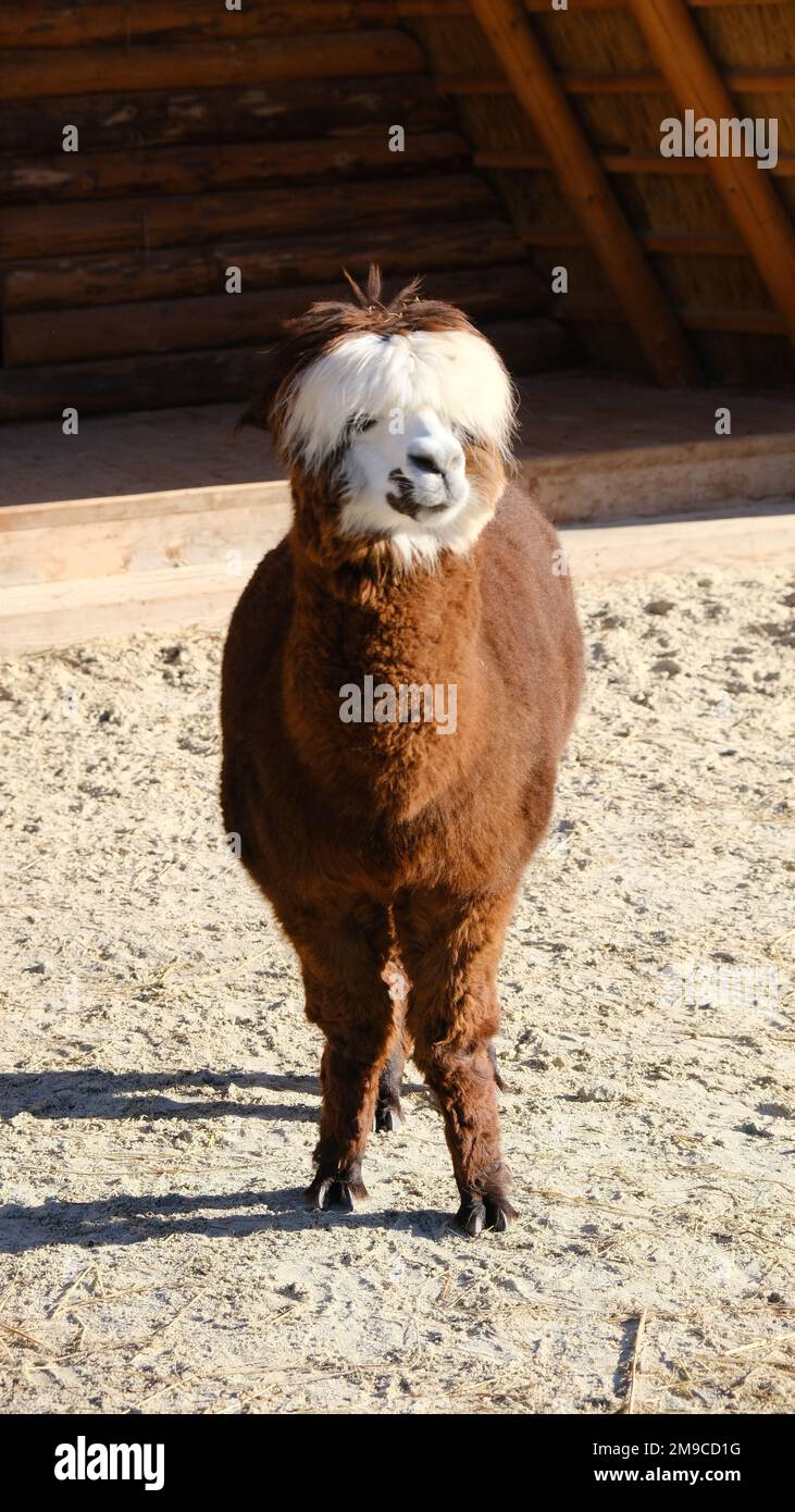 Llama standing hi-res stock photography and images - Alamy