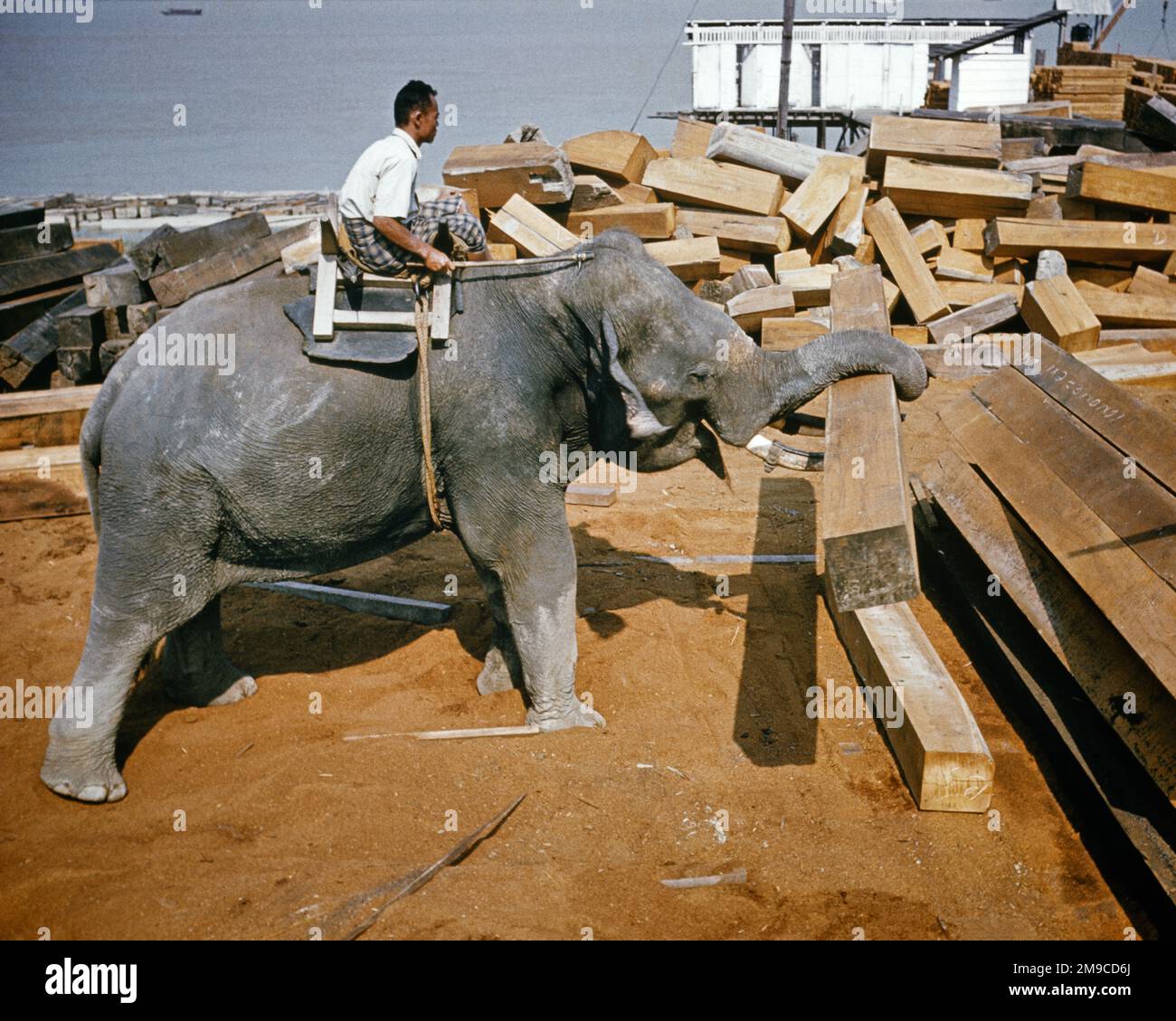 Using an elephant for labor hi-res stock photography and images - Alamy