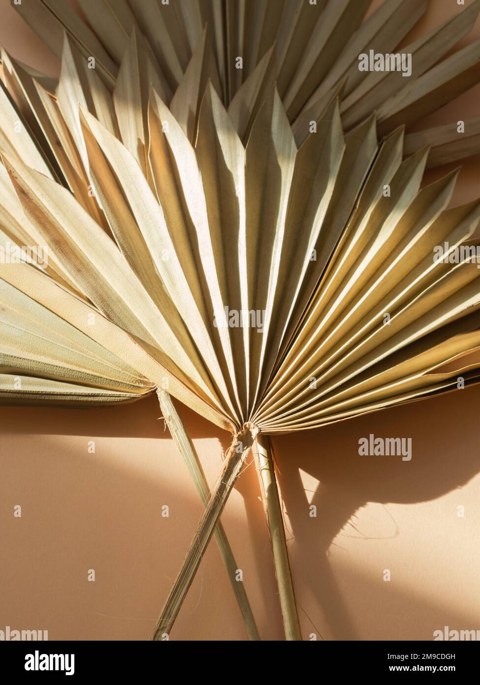 Dry palm leaves on beige background with shadows. Close up of dried fan ...