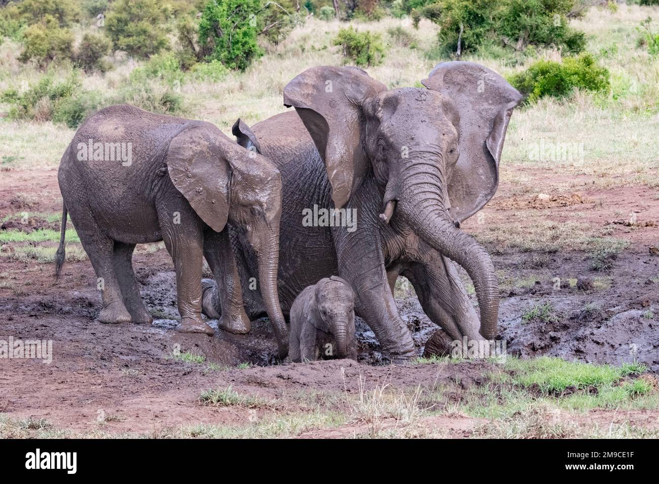 happy Group of African elephants playing and enjoying themselves at a ...