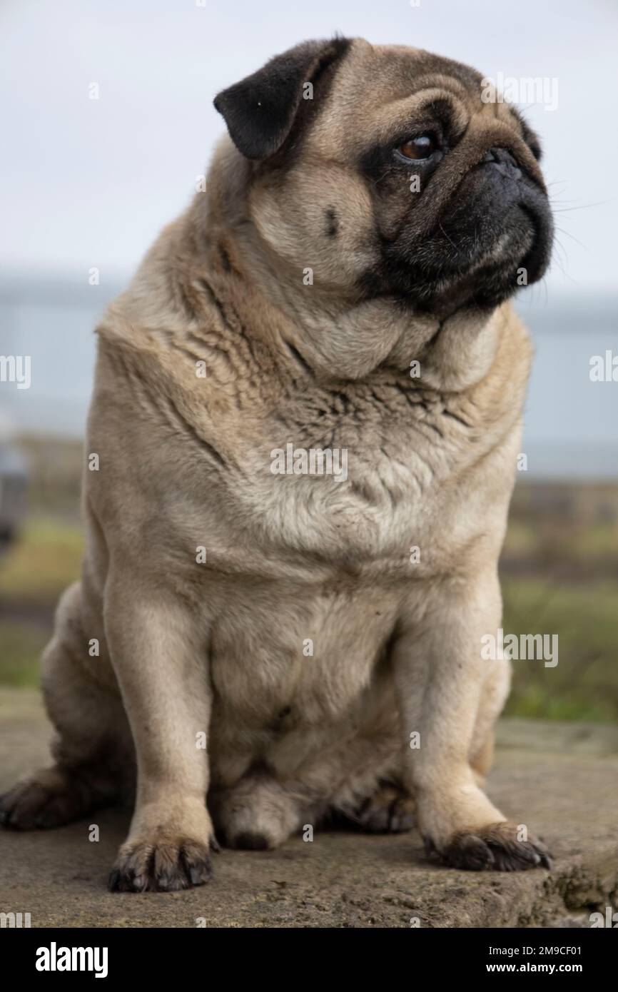Gray pug dog selective focus Stock Photo - Alamy