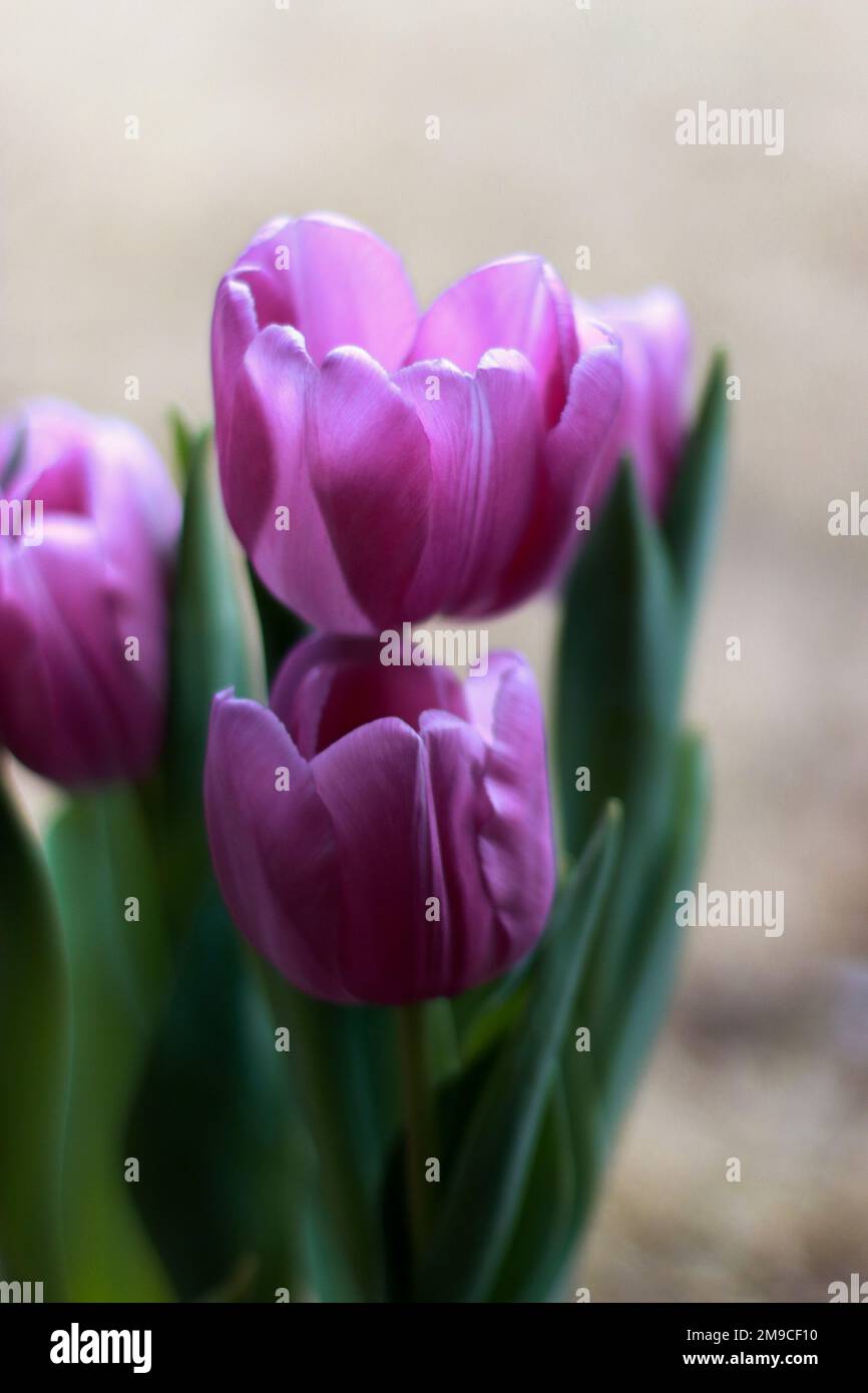 close up of purple tulip, blurred background Stock Photo - Alamy