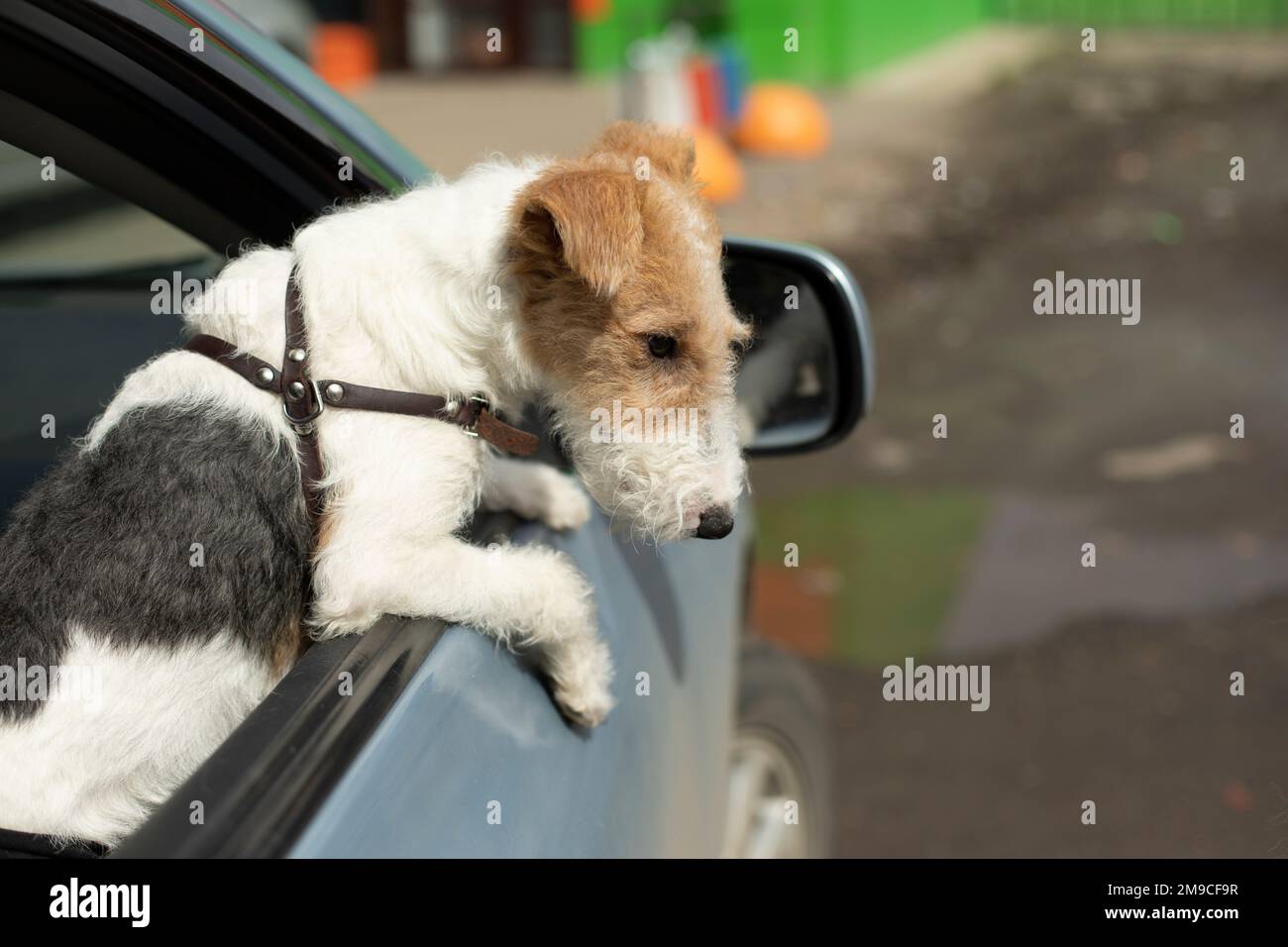 Dog looks out of car. Animal in transport. Small breed of dog Stock ...