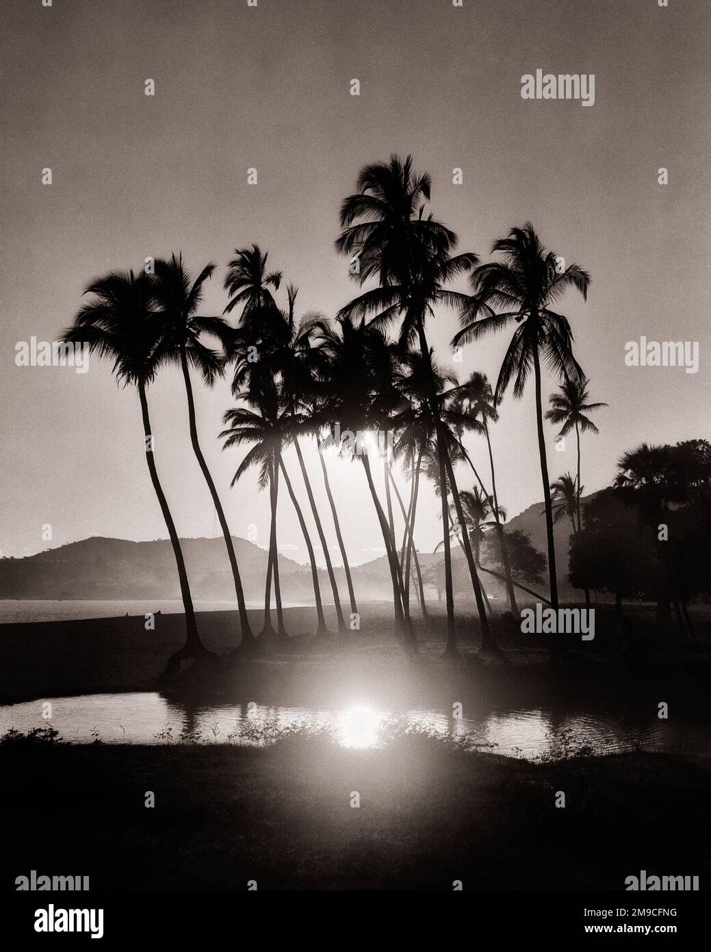 1930s 1940s DRAMATIC PALM TREES SILHOUETTED BY SETTING SUN REFLECTING ...