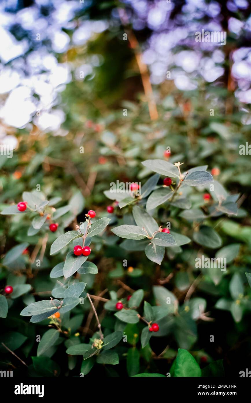 Wild Red Berry Plant in Summer Evening Stock Photo - Alamy