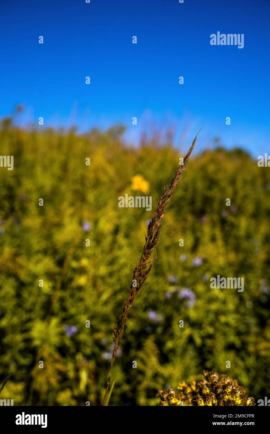 Tall Wild Plant in Midday Sun Among Wildflowers Stock Photo - Alamy
