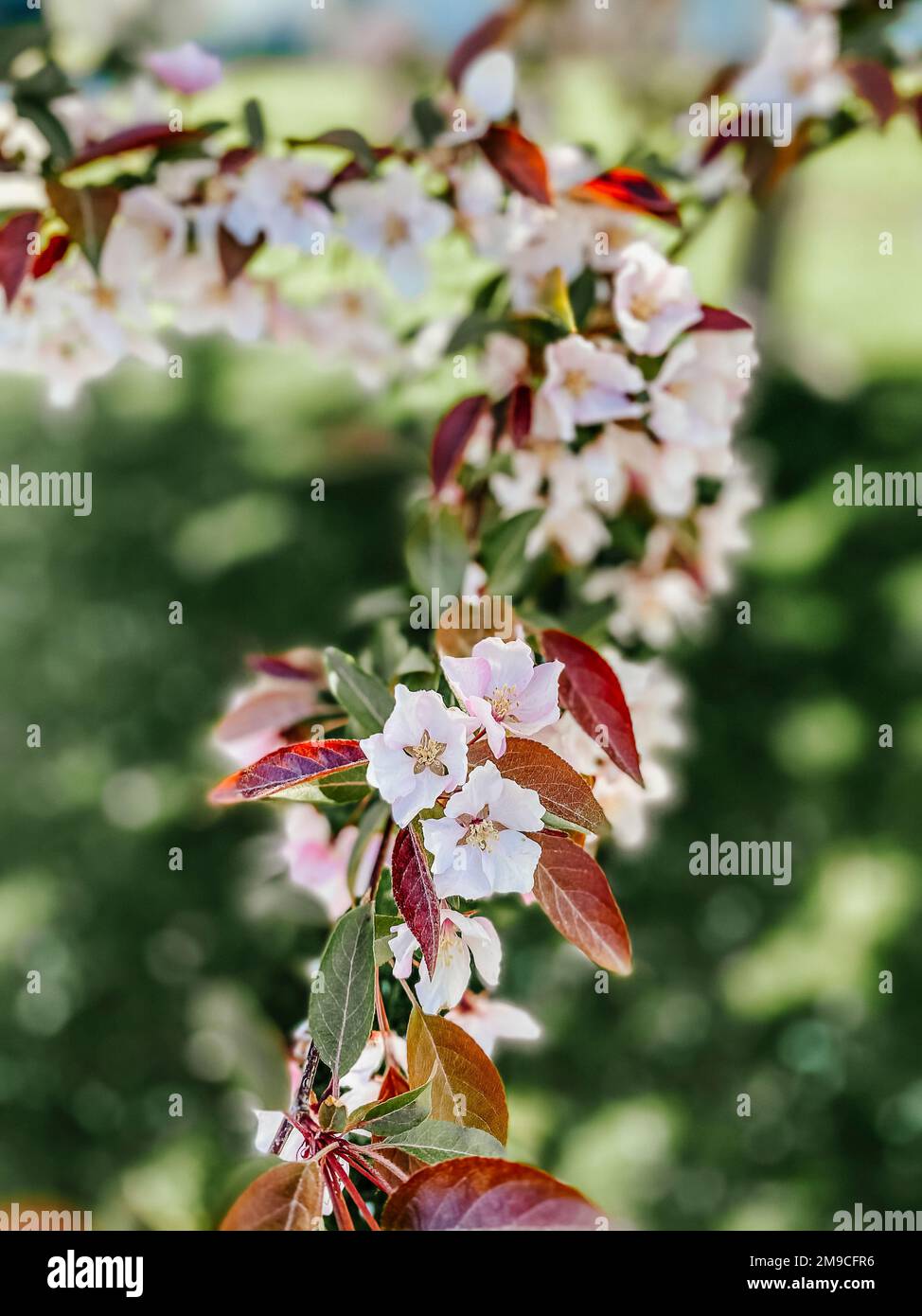 Bright Pink and Red Flowers in Tree in Summer Stock Photo - Alamy