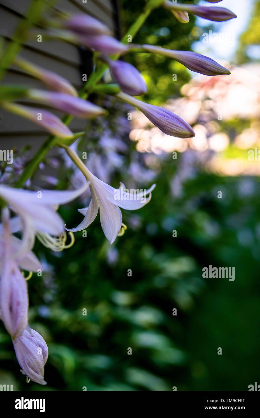 Purple hosta hi-res stock photography and images - Alamy