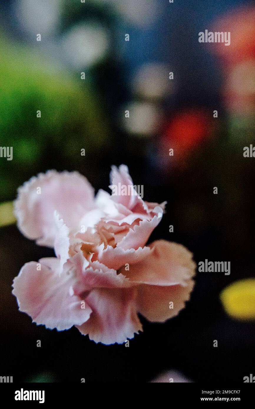 Soft Pink Carnation Bloom Beginning to Open Stock Photo - Alamy