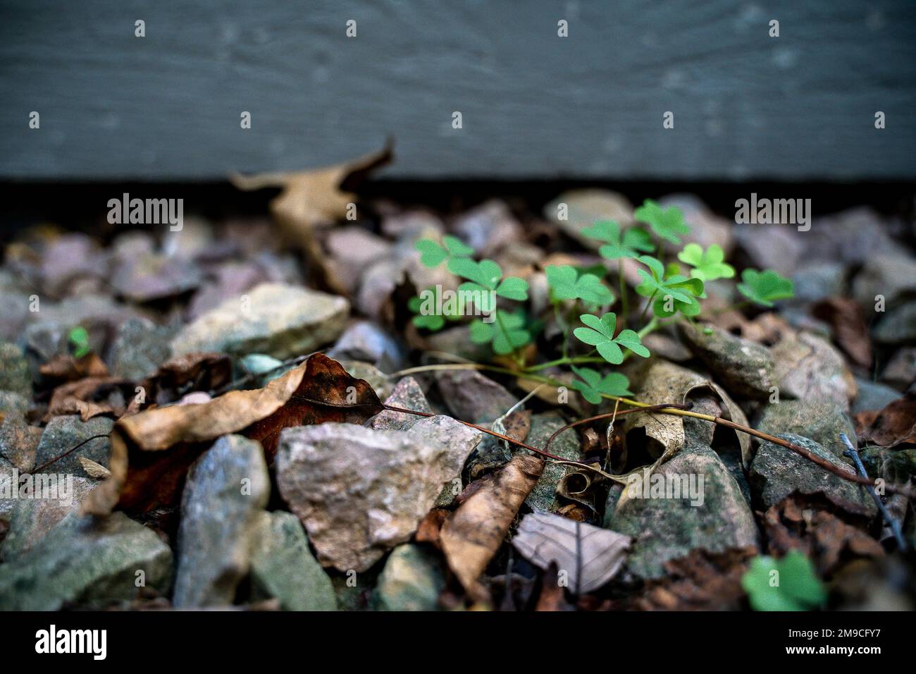 Leaves in clovers hi-res stock photography and images - Alamy