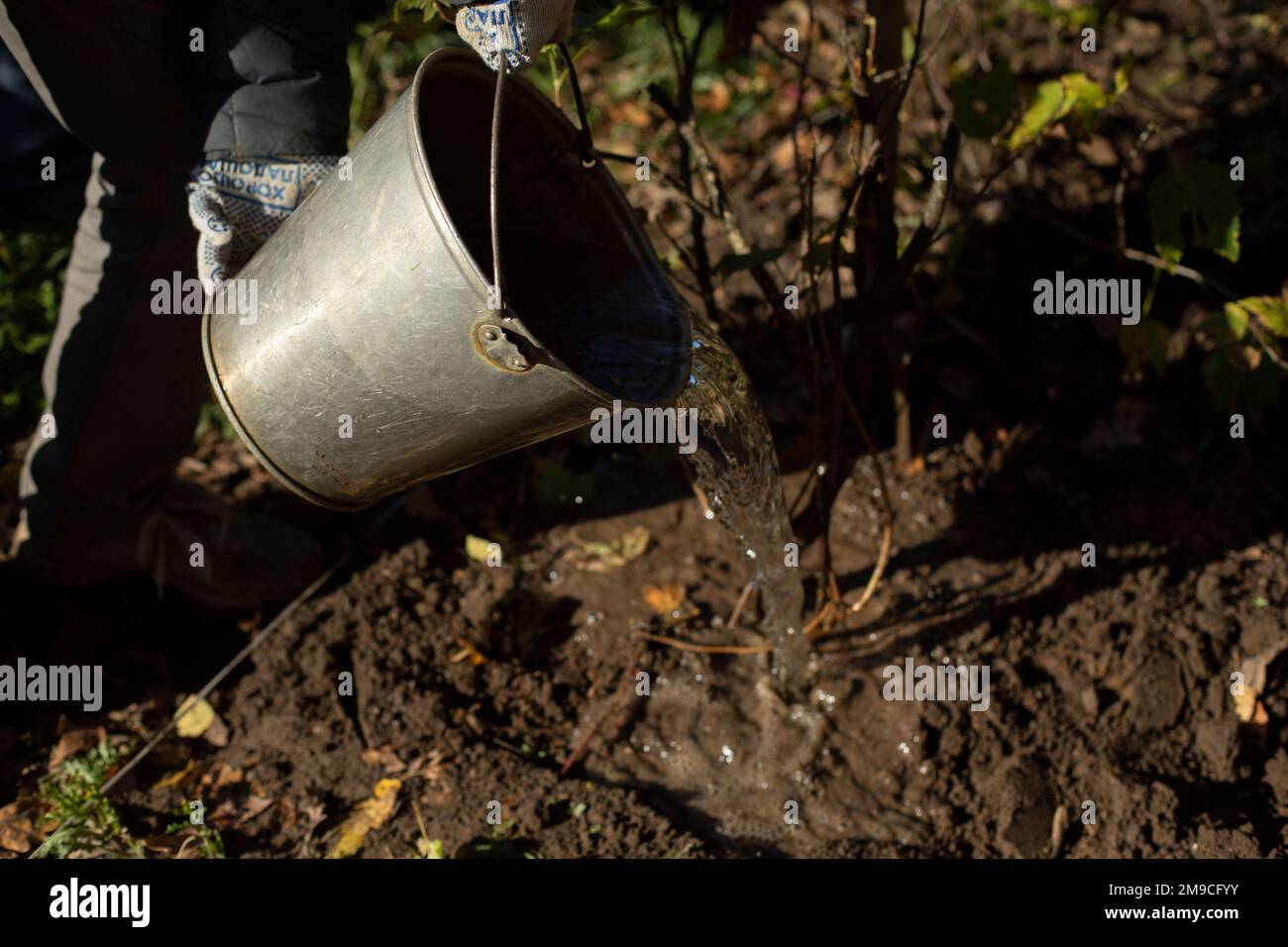 Bucket in garden. Watering plants. Water tank. Work in garden. Water ...