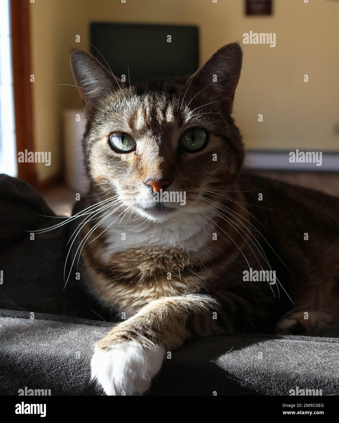 Sunlight and cat hi-res stock photography and images - Alamy