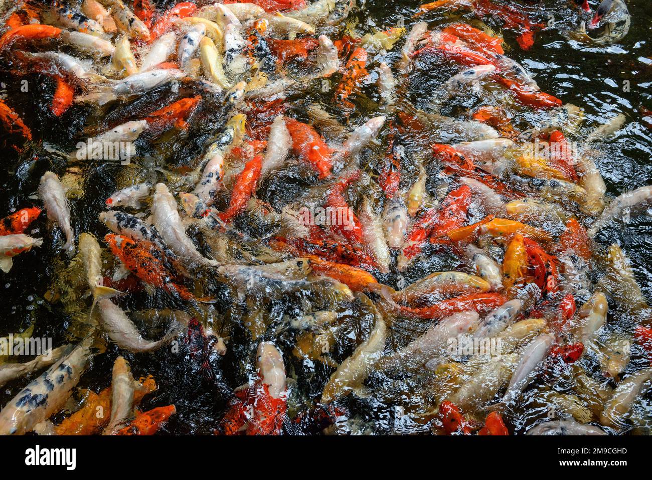 Many big fishes are splashing at the water surface Stock Photo - Alamy