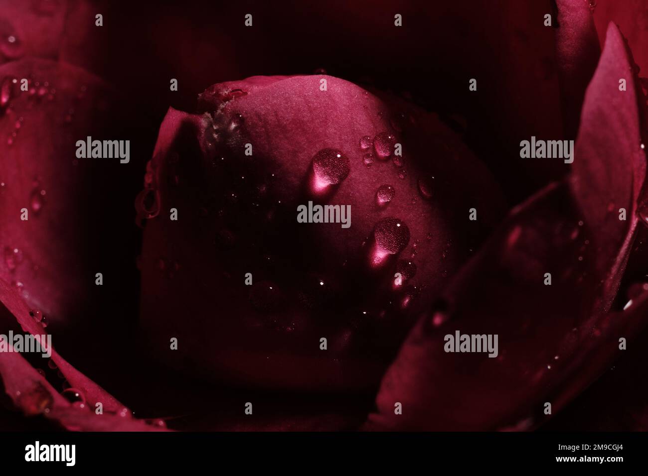 Extreme Close Up Of Shiny Water Droplet on Red Rose Stock Photo - Alamy