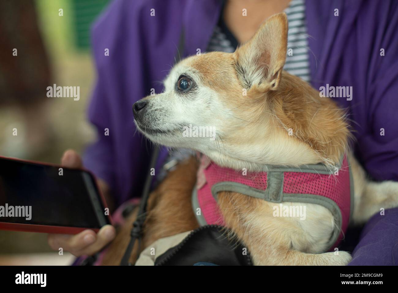 Small breed of dog. Dog on hand. Adult animal Stock Photo - Alamy