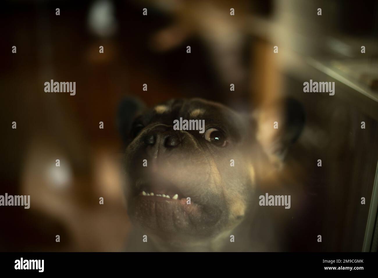 Dog behind glass. Pet looks through glass of window Stock Photo - Alamy