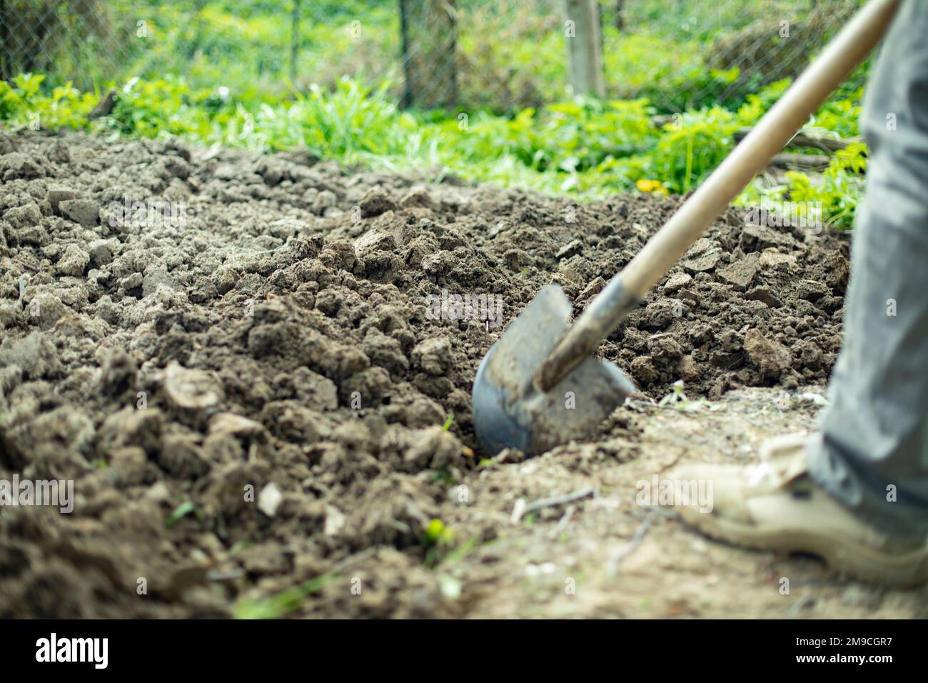 Gardener digging in soil shovel hi-res stock photography and images - Alamy