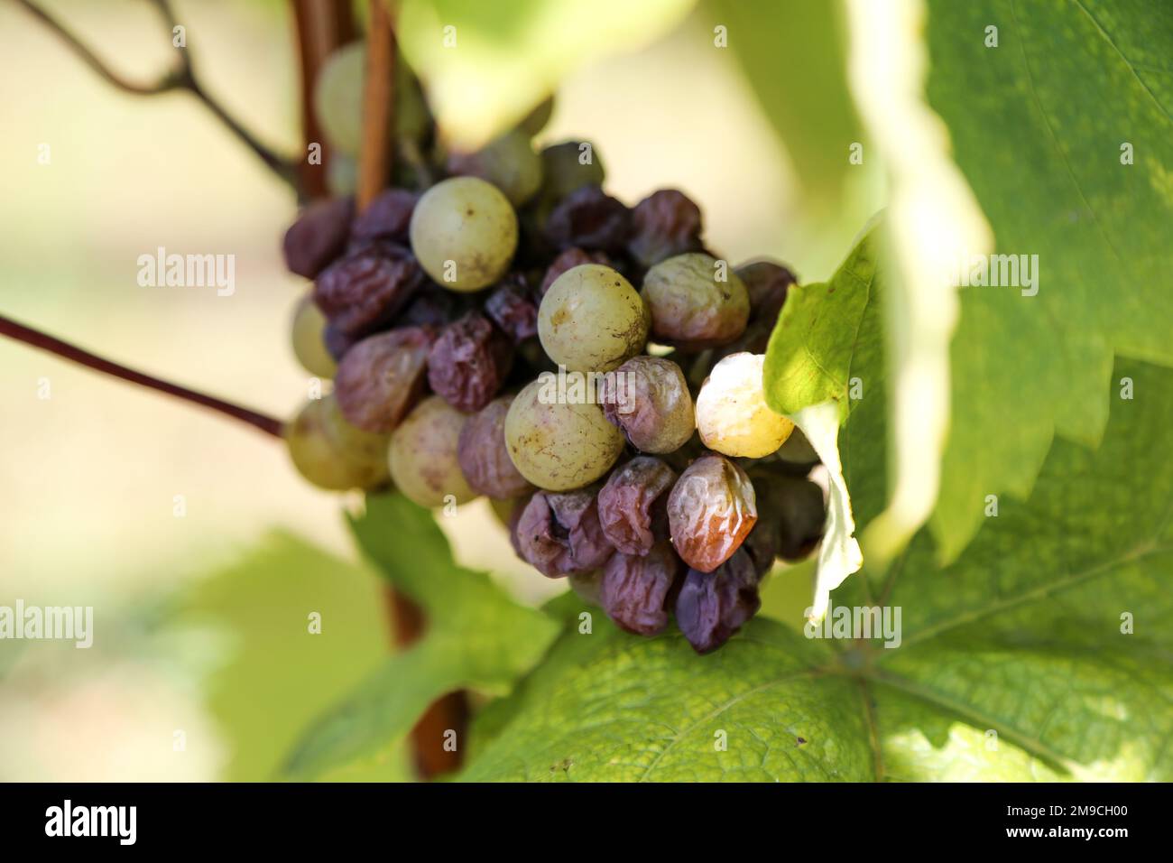 Botrytis grape hi-res stock photography and images - Alamy