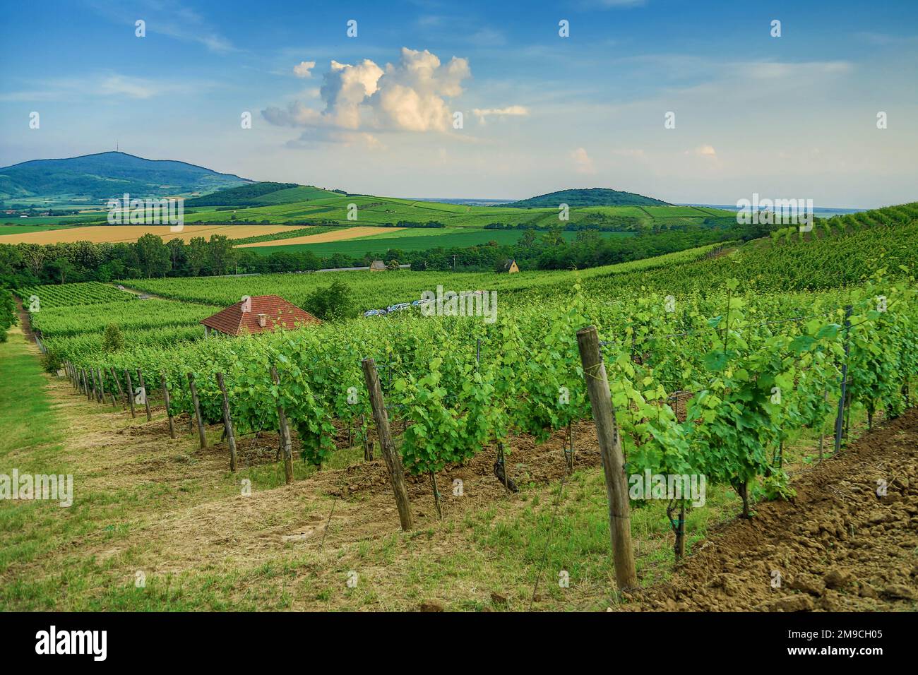 Historical vineyard in the Tokaj region Stock Photo - Alamy