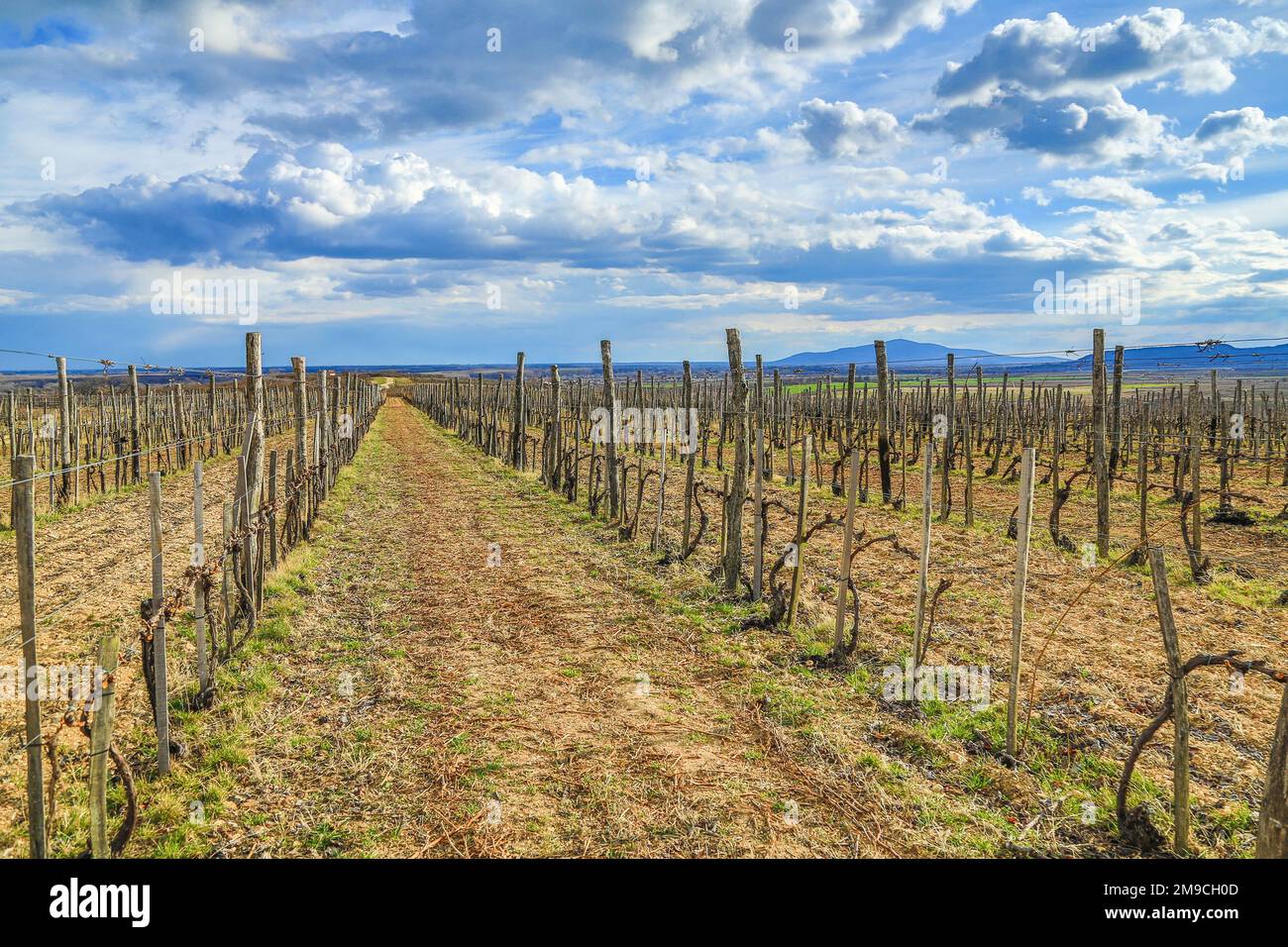 Spring in the vineyard (Tokaj region Stock Photo - Alamy