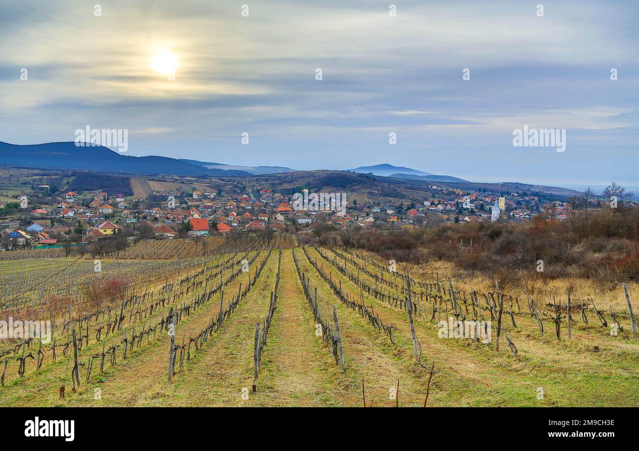 Old vineyard in the Tokaj region Stock Photo - Alamy