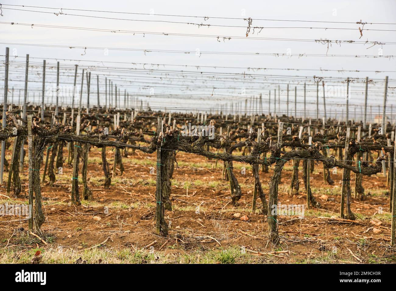 Old vines are getting ready for a new vinetage Stock Photo - Alamy