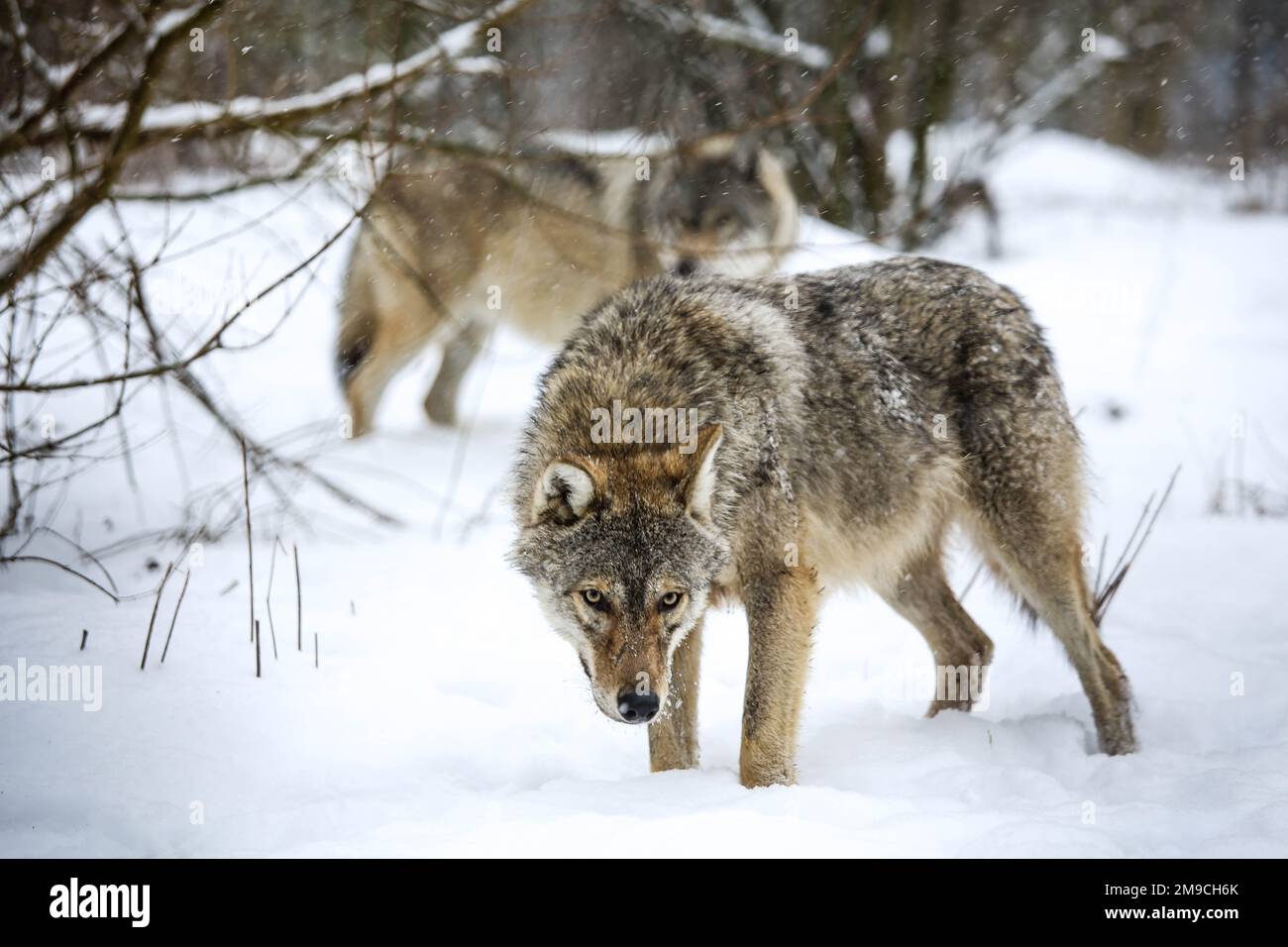 Hunting Gray Wolf in the snow Stock Photo - Alamy