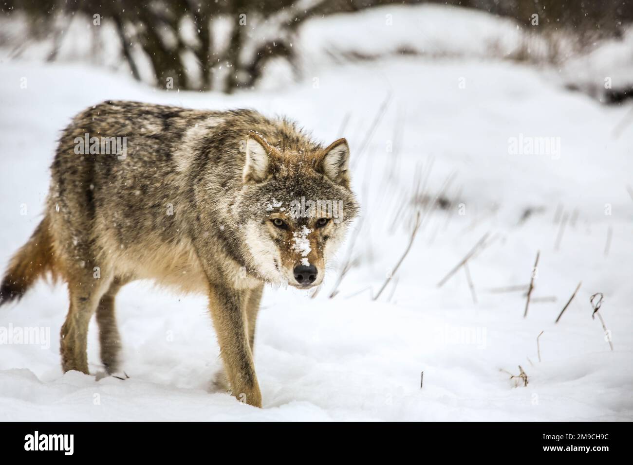 Gray wolf hunting hi-res stock photography and images - Alamy