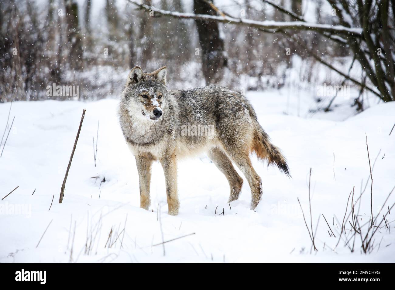 Snowy hunter (Gray Wolf in the Zemplén Stock Photo - Alamy