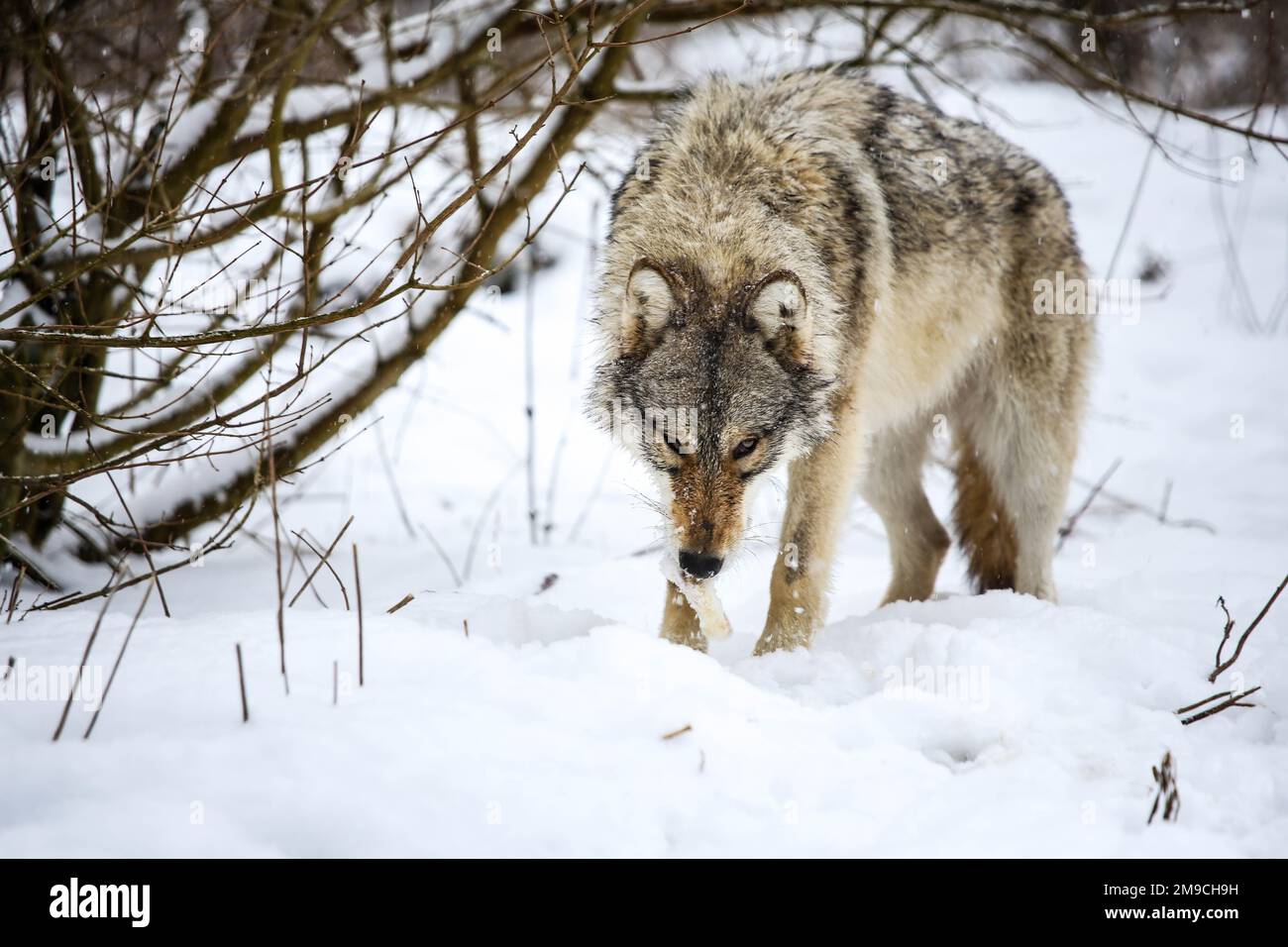 Wolf eating rabbit in the snow Stock Photo - Alamy