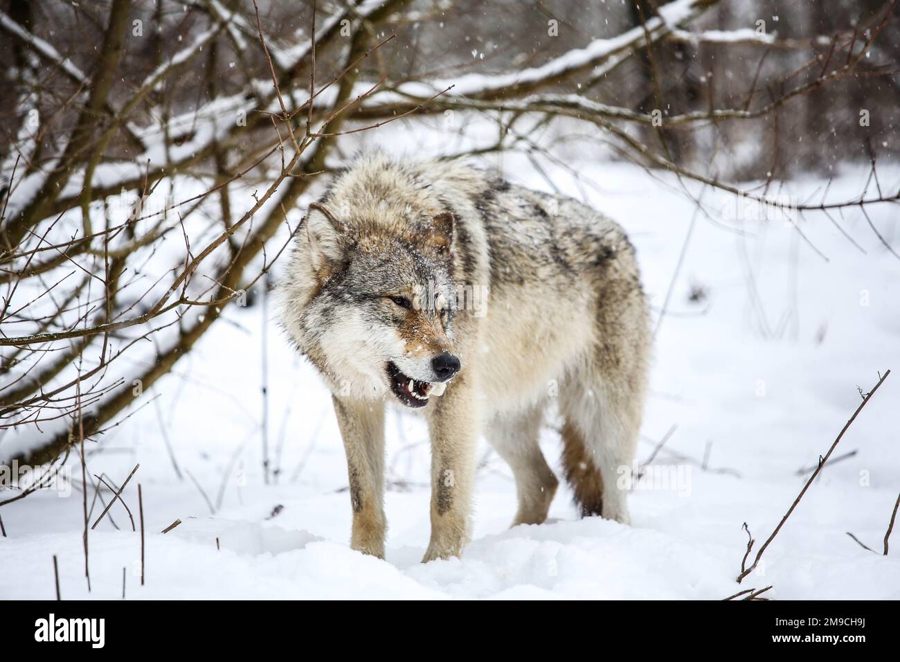 Having lunch in the snow (Gray Wolf Stock Photo - Alamy
